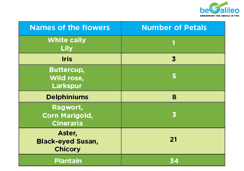 Math in Nature – Fibonacci Numbers and The Golden Ratio