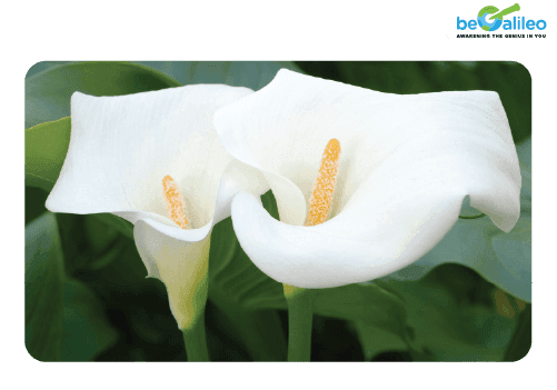 Math in Nature – Fibonacci Numbers and The Golden Ratio