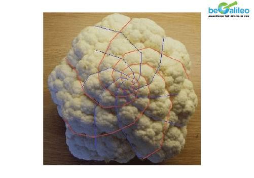 Math in Nature – Fibonacci Numbers and The Golden Ratio